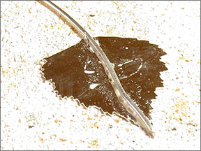 Forged Leaf Brooch Tutorial - Ganoksin Jewelry Making Community